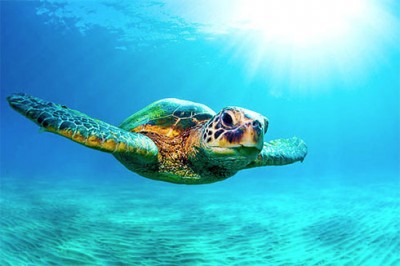 Endangered Sea Turtle Brutally Killed in Kuwait – 2:48AM