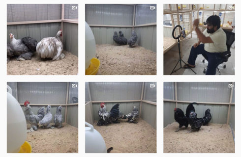 Live Chicken Auctions on Instagram – 2:48AM – Entertaining Kuwait since ...