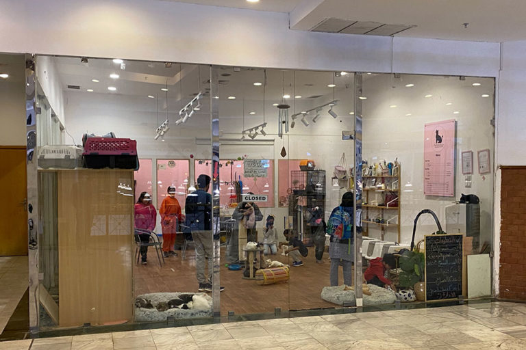 Perfect Paws Cats Playground – 2:48AM – Entertaining Kuwait since 2003