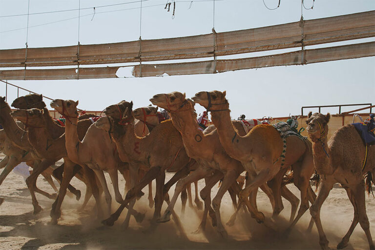 Kuwait Camel Racing Championship 2025 – 2:48AM – Entertaining Kuwait ...