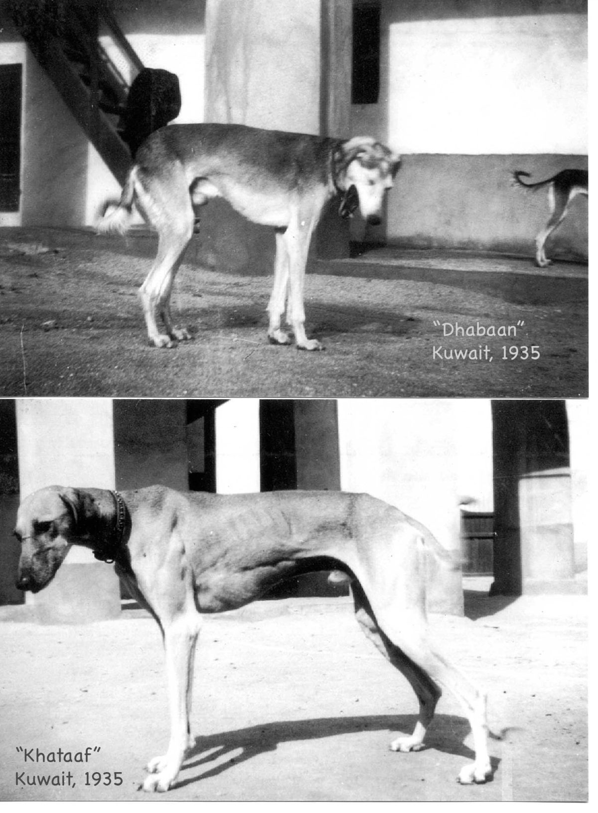 The oldest photos of pet dogs in Kuwait – 2:48AM – Entertaining Kuwait ...