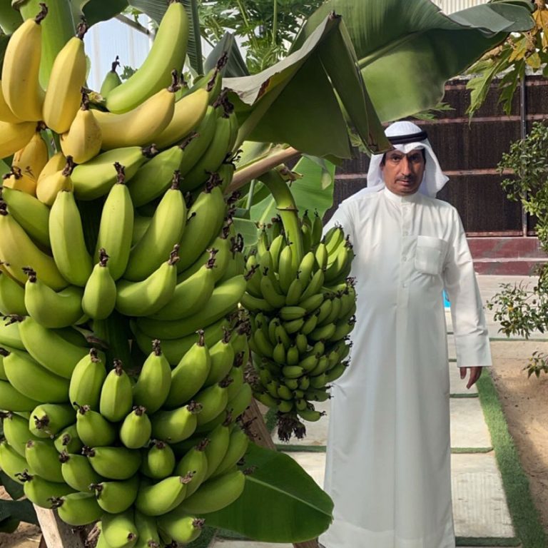 Kuwait’s Visionary Banana Farmer – 2:48AM – Entertaining Kuwait since 2003